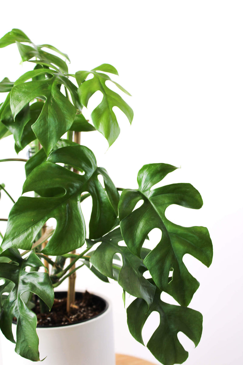 Mini Monstera Plant | Perth Plant & Gift Delivery | Greenify Co.