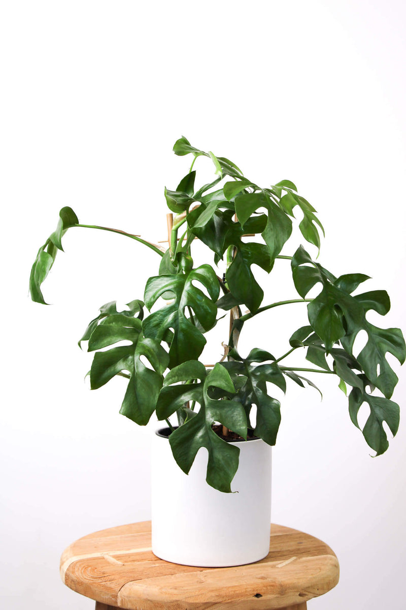 Mini Monstera Plant | Perth Plant & Gift Delivery | Greenify Co.